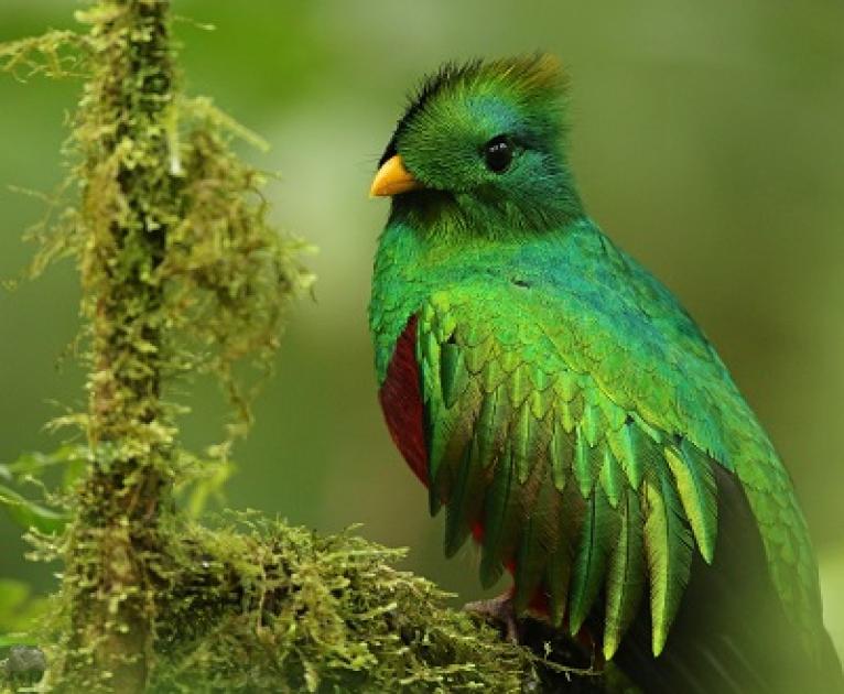 WINGS Birding Tours to Costa Rica in Fall – Tour Details. WINGS is a ...