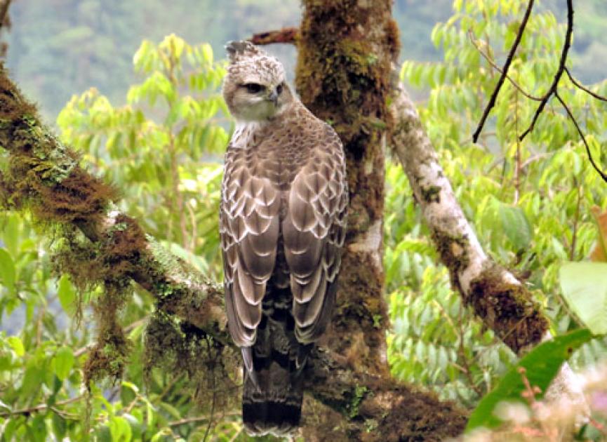 WINGS Birding Tours to Peru: Machu Picchu and the Manu-Kosñipata Road ...
