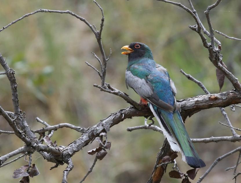 WINGS Birding Tours to Arizona: Second Spring – Tour Details. WINGS is ...