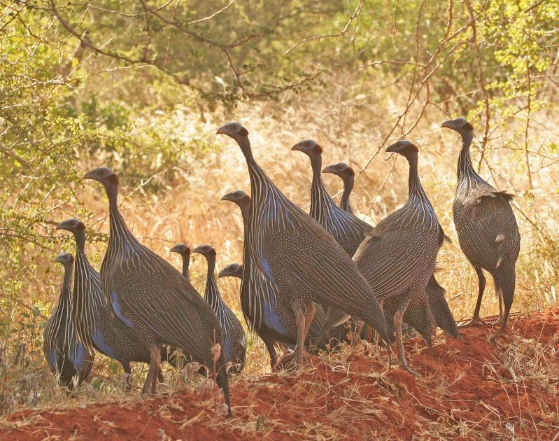 WINGS Birding Tours to Kenya in November Samburu to the Masai Mara ...