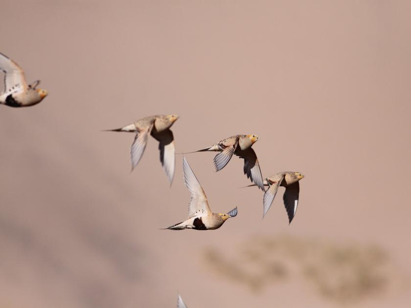 WINGS Birding Tours to Mongolia: Central Siberian Forests to the Gobi ...
