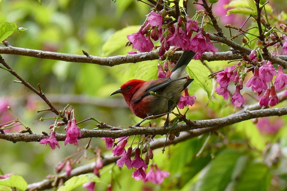WINGS Birding Tours... more than 50 years of worldwide experience