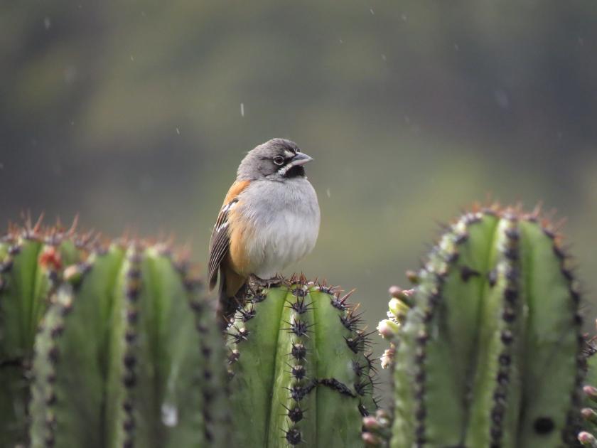 WINGS Birding Tours to Mexico: Oaxaca at Christmastime – Tour Details ...