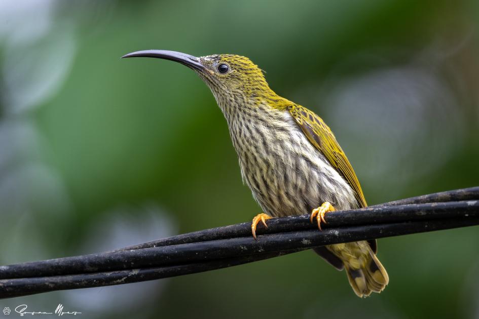WINGS Birding Tours... more than 50 years of worldwide experience