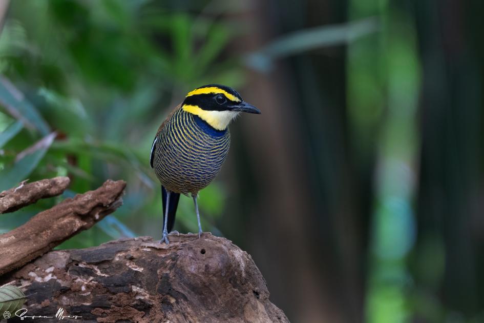 WINGS Birding Tours to Indonesia: Java and Sumatra – Tour Details ...