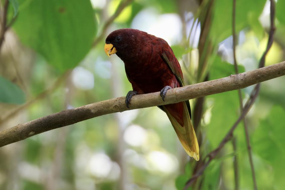 WINGS Birding Tours to Micronesia Endemics of the Micronesian Region ...