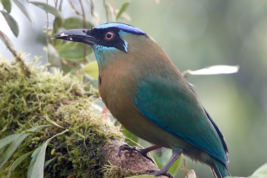 Gavin Bieber reports from Western Panama - a WINGS Birding Tours Field ...